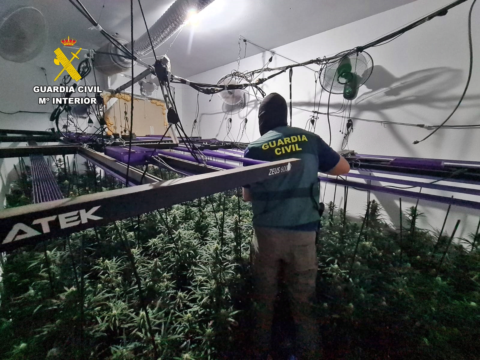 Desmantelan dos plantaciones de marihuana en viviendas anexas de Trujillanos